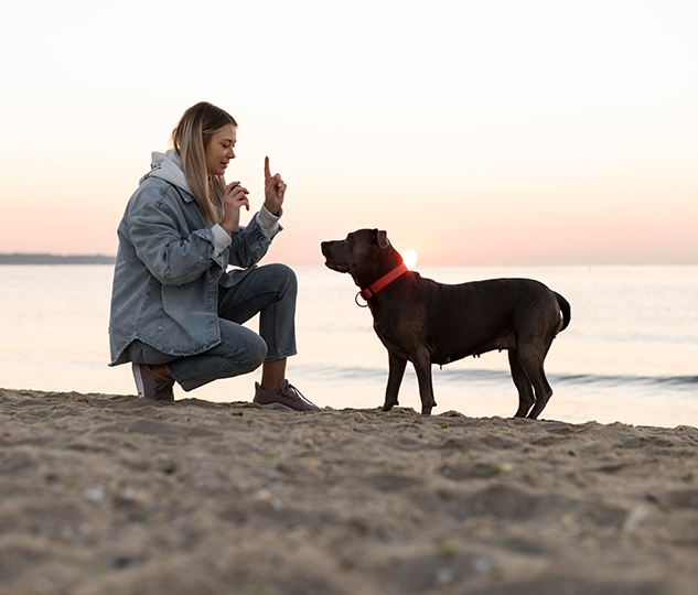 Portugueses são dos europeus que mais têm cães no respetivo lar - Dogs ...