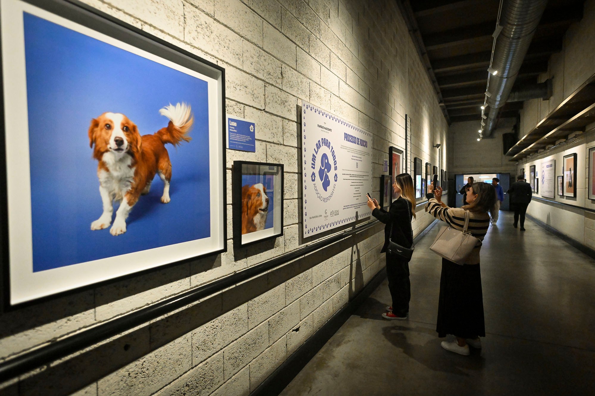 Parque Nascente dá visibilidade a 20 patudos à espera de um lar - Dogs ...