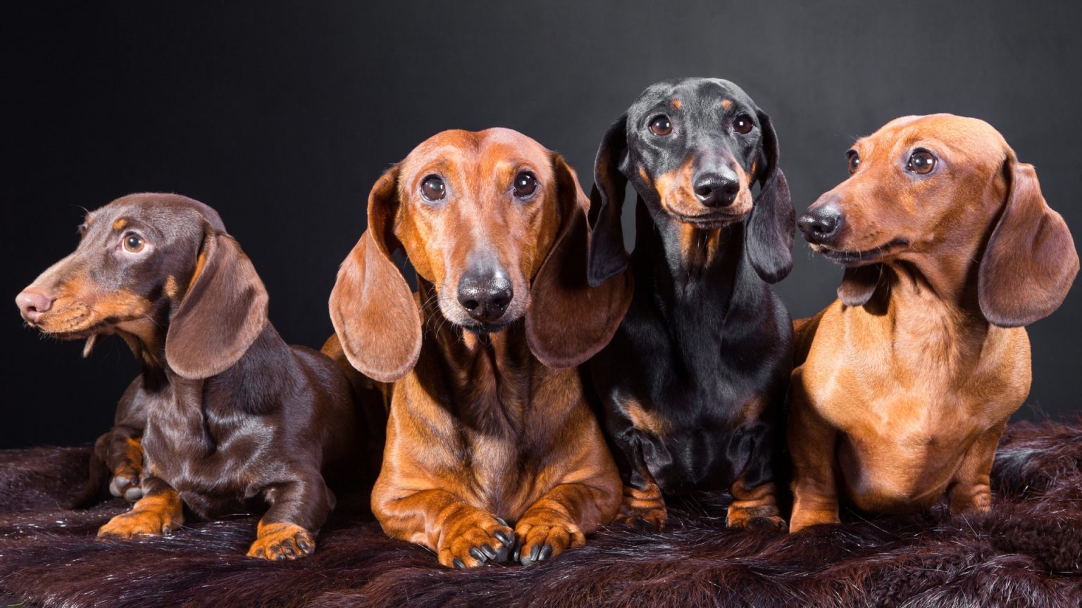 Lisbon Sausage Walk está de volta - um encontro divertido para cães ...